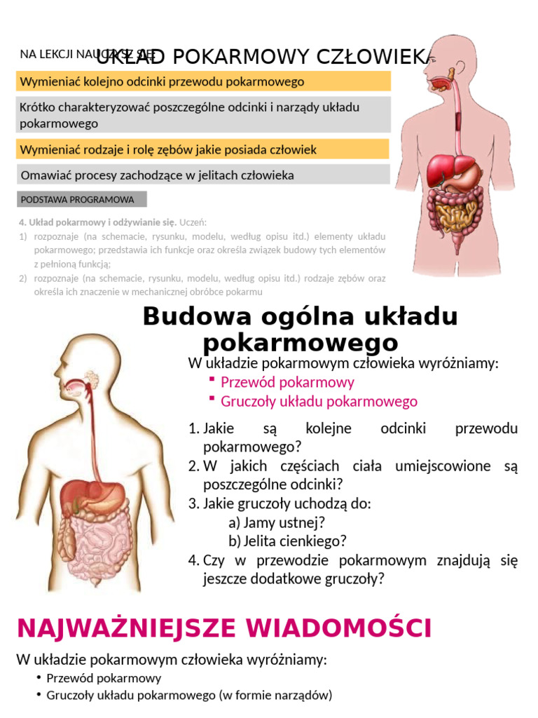 Budowa Uk_adu Pokarmowego | PDF