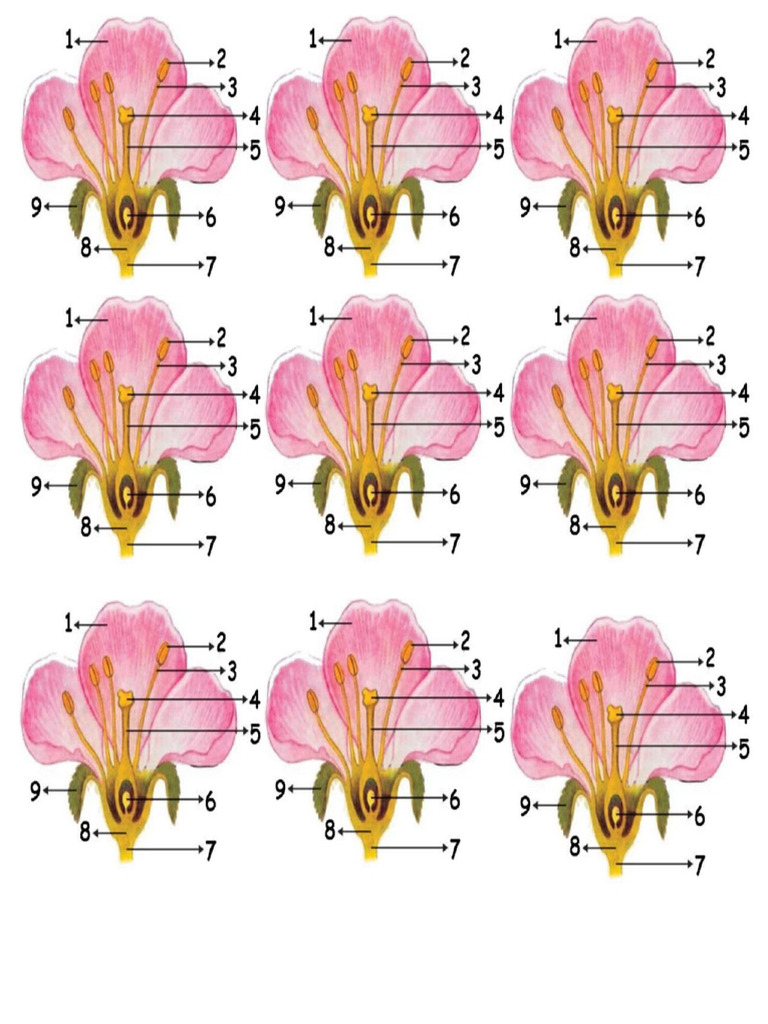 LKPD Bunga, Akar Dan Daun Serta Batang | PDF