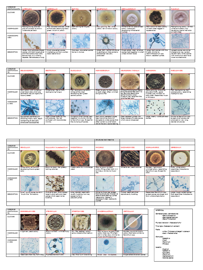 257528390 MYCO VIRO LEC Practical Exam Reviewer Copy | PDF | Fungus | Yeast