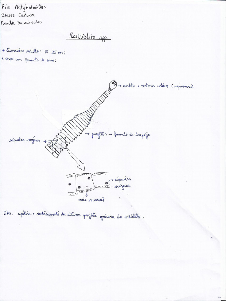 Raillietina Spp. | PDF
