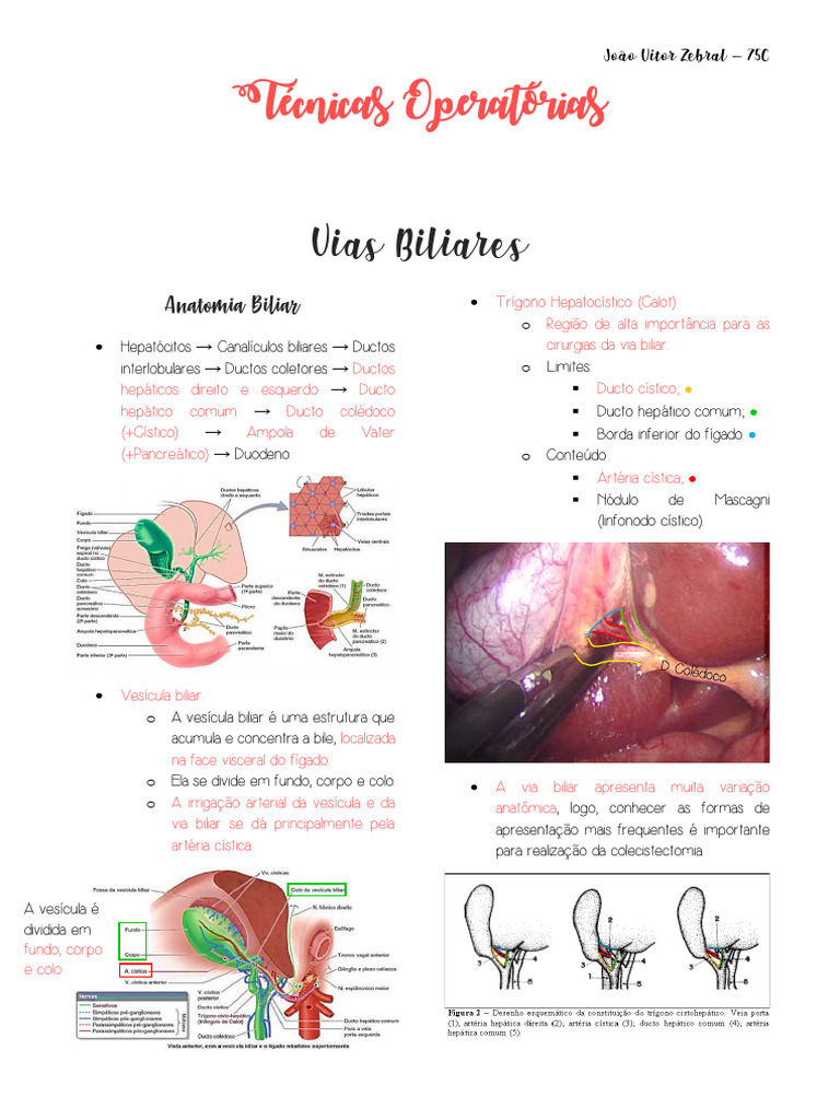 Anatomia e Abordagem das Vias Biliares | PDF | Bile | Fígado