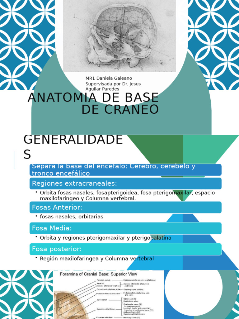 Anatomia de Base de Craneo | PDF | Glándula pituitaria | Anatomía humana