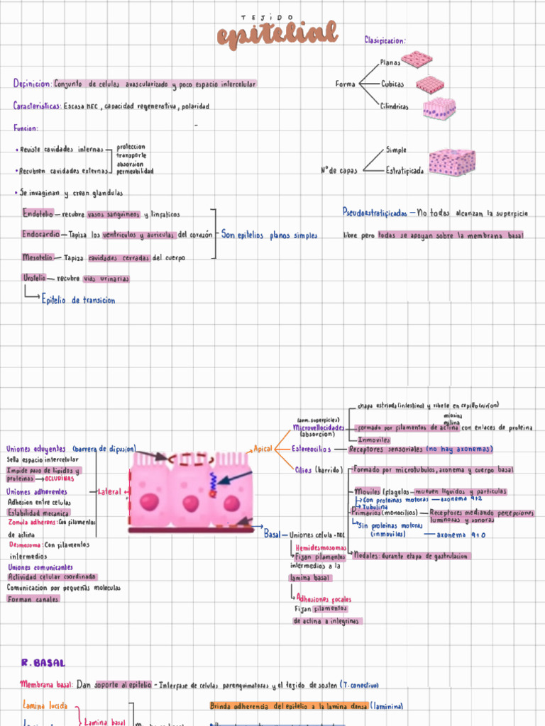 Primera unidad r | PDF