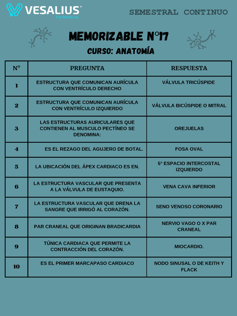 Memorizable N°17 Full Day | PDF | Corazón | Sistema cardiovascular