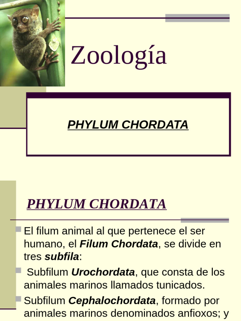 Características del Phylum Chordata | PDF | Pescado | Vertebrados