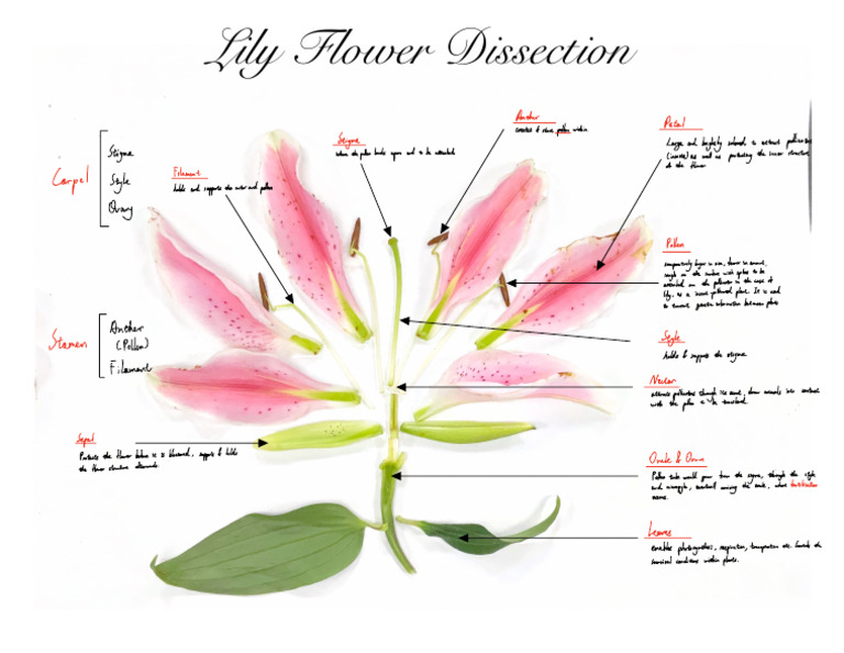 Flower Dissection | PDF | Plants | Flowers