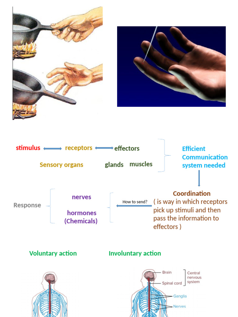 Balancing US Overview | PDF | Nervous System | Axon