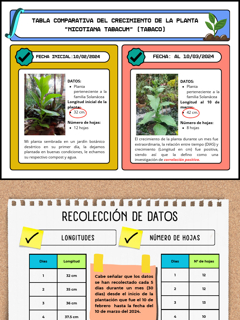 Crecimiento de Nicotiana Tabacum en 30 Días | PDF