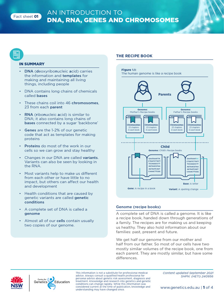 DNA RNA Genes and Chromosomes Fact Sheet-CGE | PDF | Dna | Gene