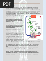 Lymphatic System Anatomy Worksheet | PDF | Lymphatic System | Lymph