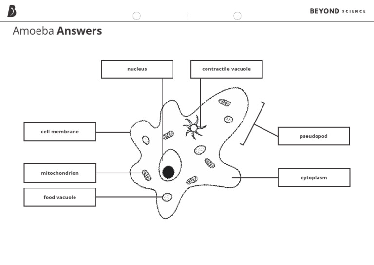 Amoeba Labelling Answers | PDF