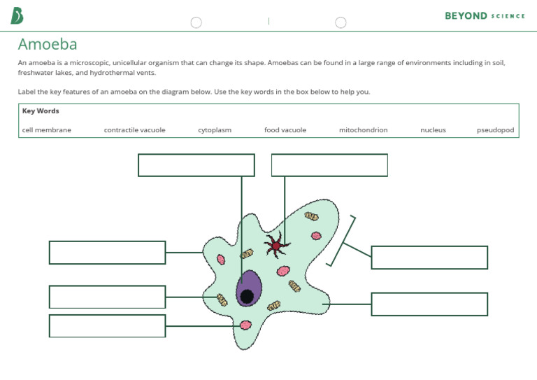 Amoeba Labelling Support | PDF