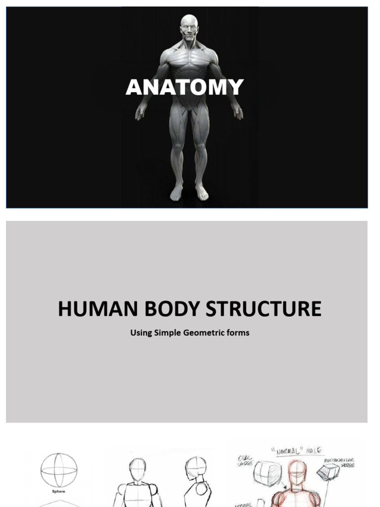 Human Body Structure and Proportions | PDF