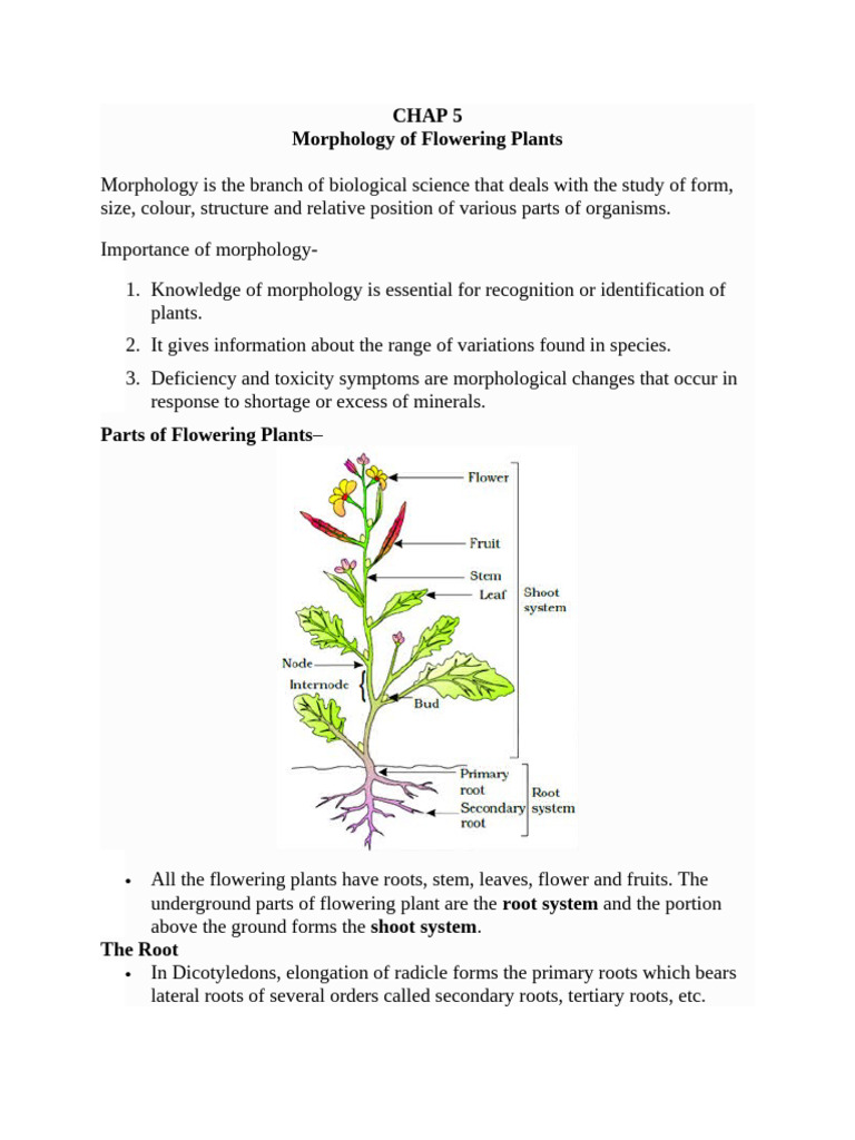 CHAP 5 morphology (1) | PDF | Leaf | Seed