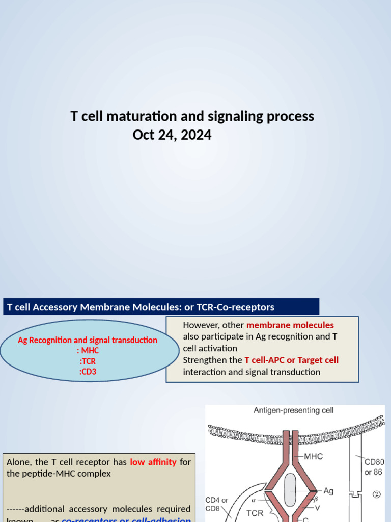 T Cell Maturation and Signalling Cascade-Oct 24-2024 (1) | PDF | T Cell ...