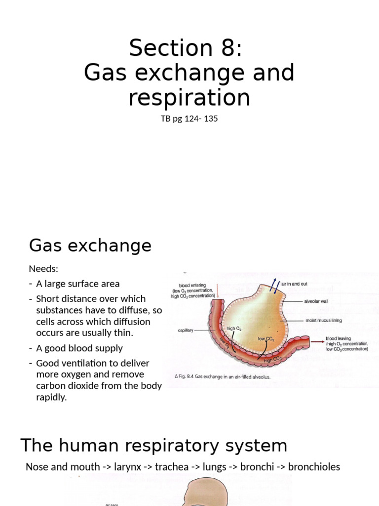 Section 8 Y10 COMSCI | PDF | Respiratory System | Lung