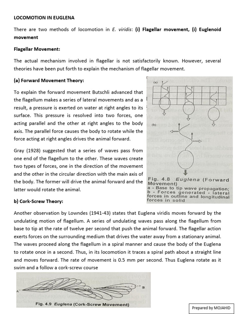 Euglena Locomotion Methods Explained | PDF | Motion (Physics) | Mechanics