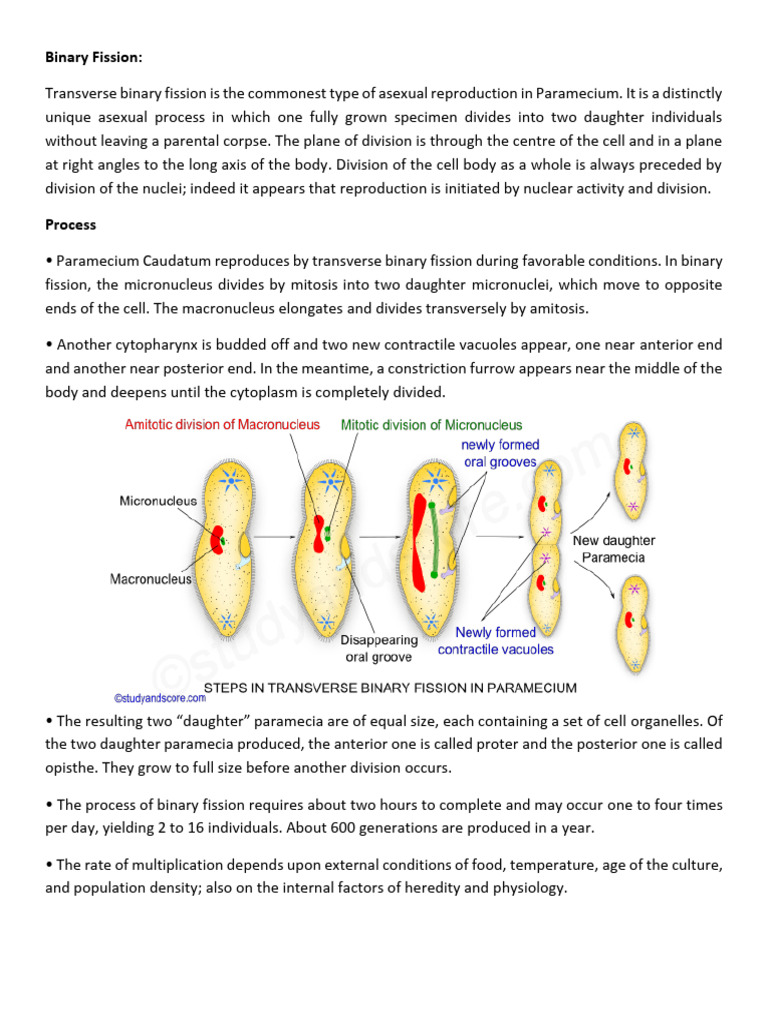 Transverse Binary Fission in Paramecium | PDF