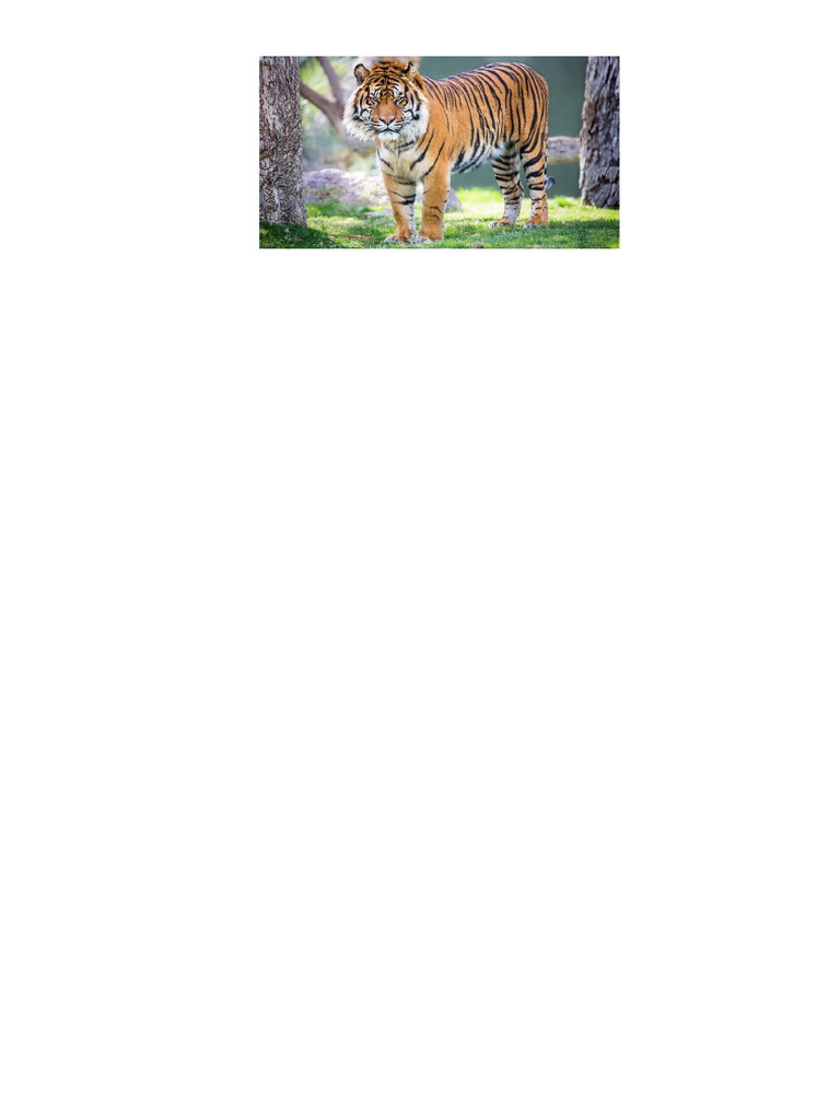 Tiger | PDF