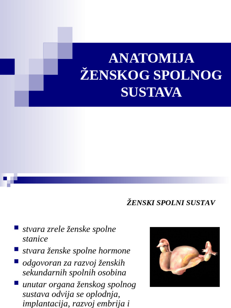 Anatomija Ženskog Spolnog Sustava | PDF