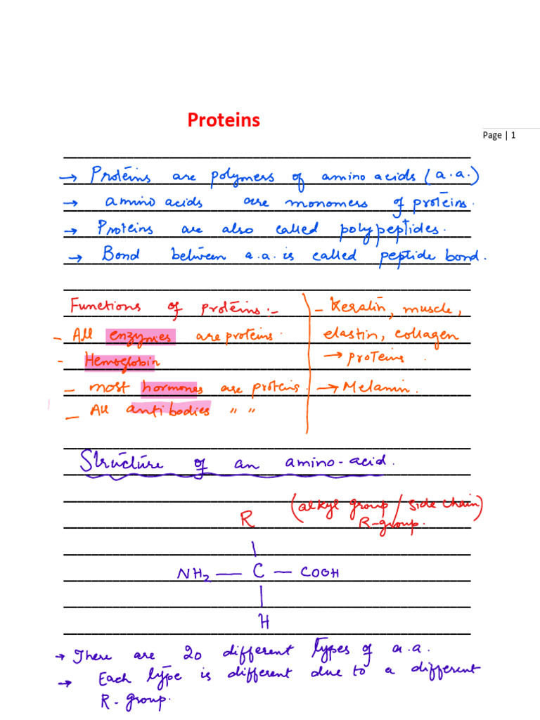 Proteins Notes 2025 | PDF