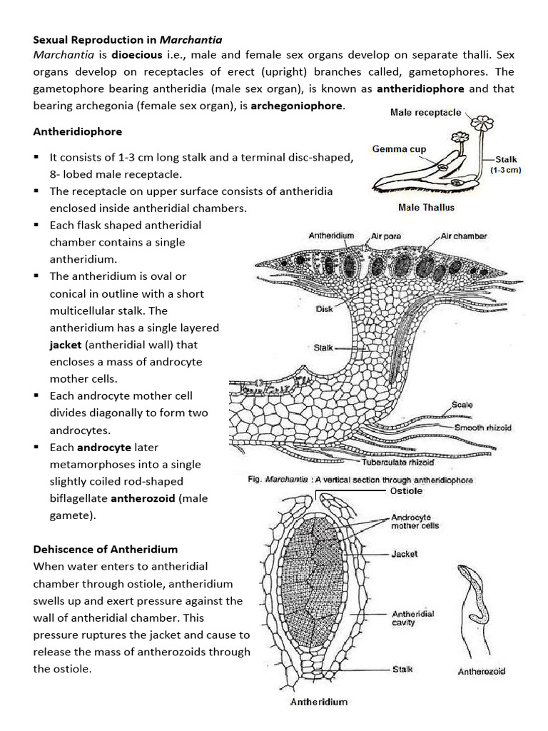 Bryophyta-Sexual Reproduction in Marchantia | PDF | Spore | Anatomy