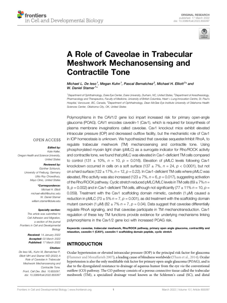 2022.A Role of Caveolae in TM Mechanosensing and Contractile Tone | PDF ...