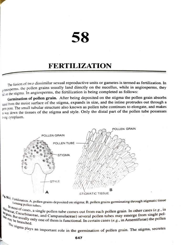 fertilisation in plants | PDF | Fertilisation | Branches Of Botany