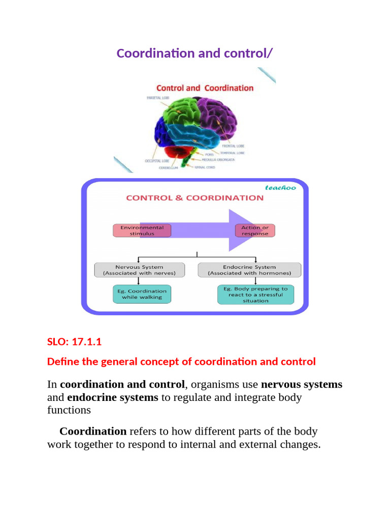 Coordination in Biological Systems | PDF | Chemical Synapse ...