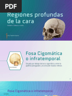 Region Cigomatica | PDF | Anatomía de los primates | Cabeza y cuello ...