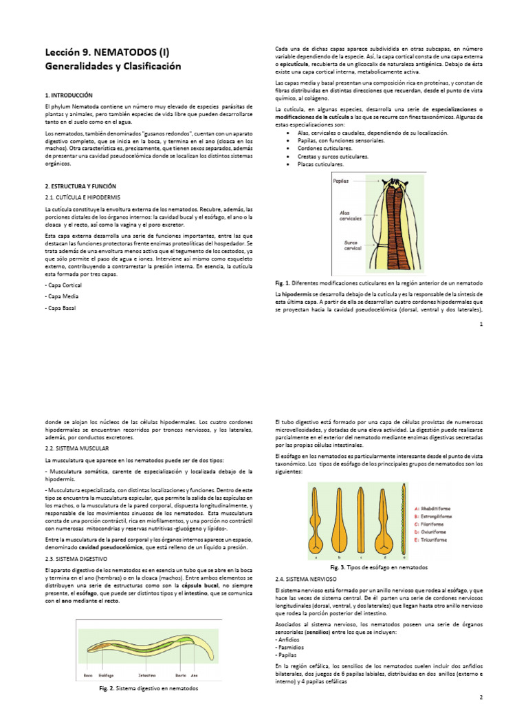 NEMATODOS [4] | PDF | Nematodo | Sistema nervioso