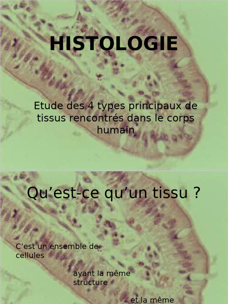Les 4 types de tissus humains | PDF | Épithélium | Morphologie (Biologie)