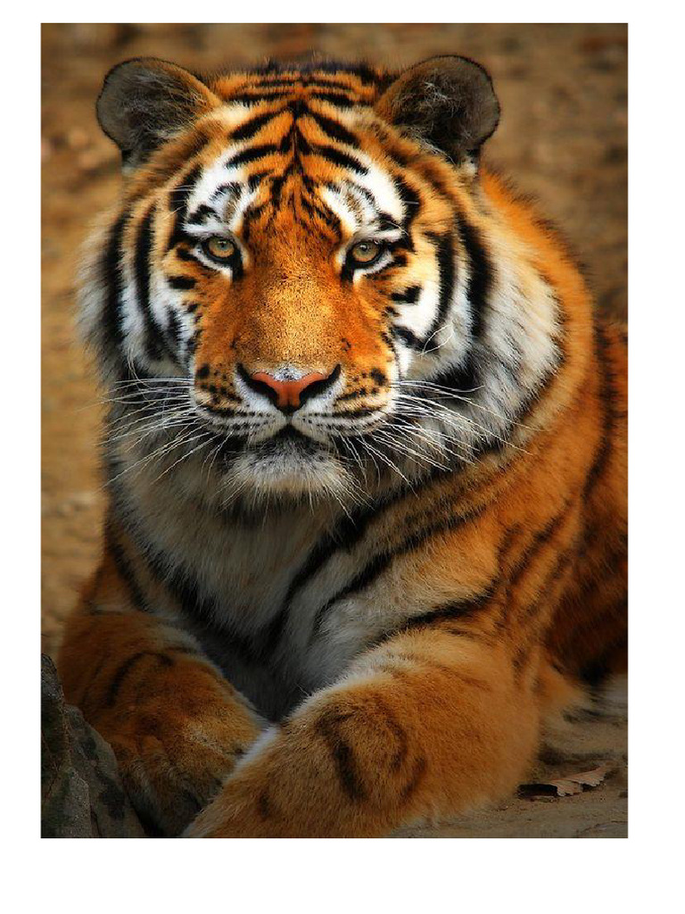 Fotos Animales de Selva y Dibus | PDF