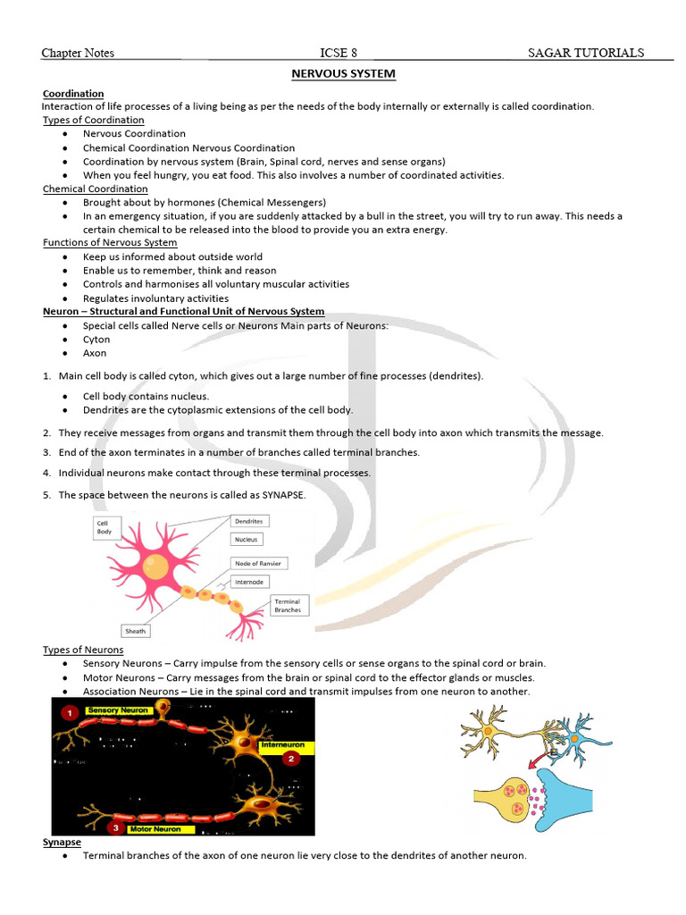 Icse 8 Nervous System Notes | PDF | Central Nervous System | Nervous System