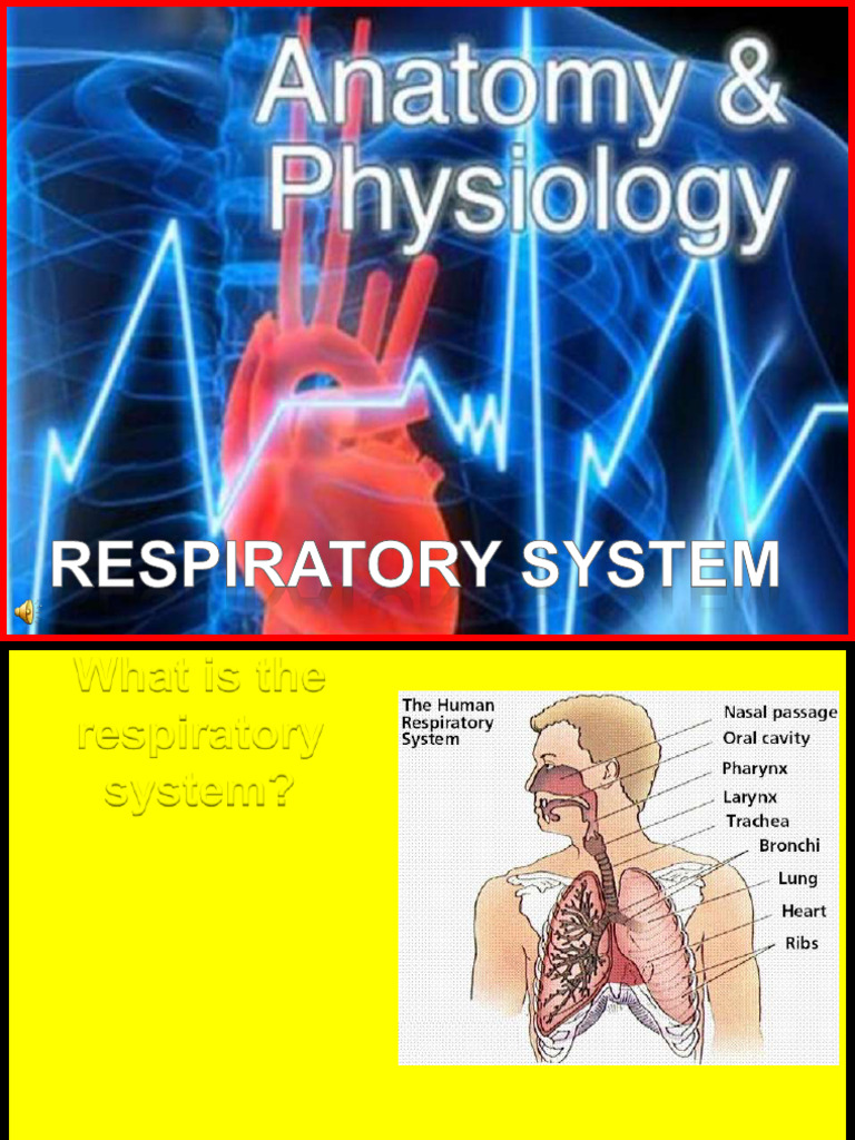 172 Anatomy Resp System | PDF | Respiratory System | Lung