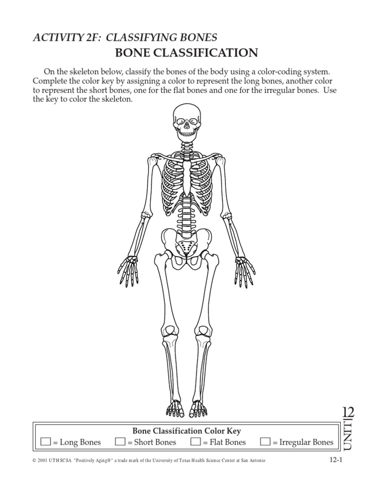 types-of-bones-pdf
