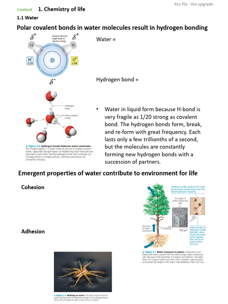 IB-Water ver 2 -student | PDF | Solvation | Water