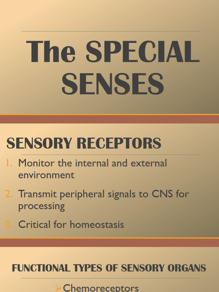 6.Ana-Special-Senses-1 | PDF | Senses | Auditory System