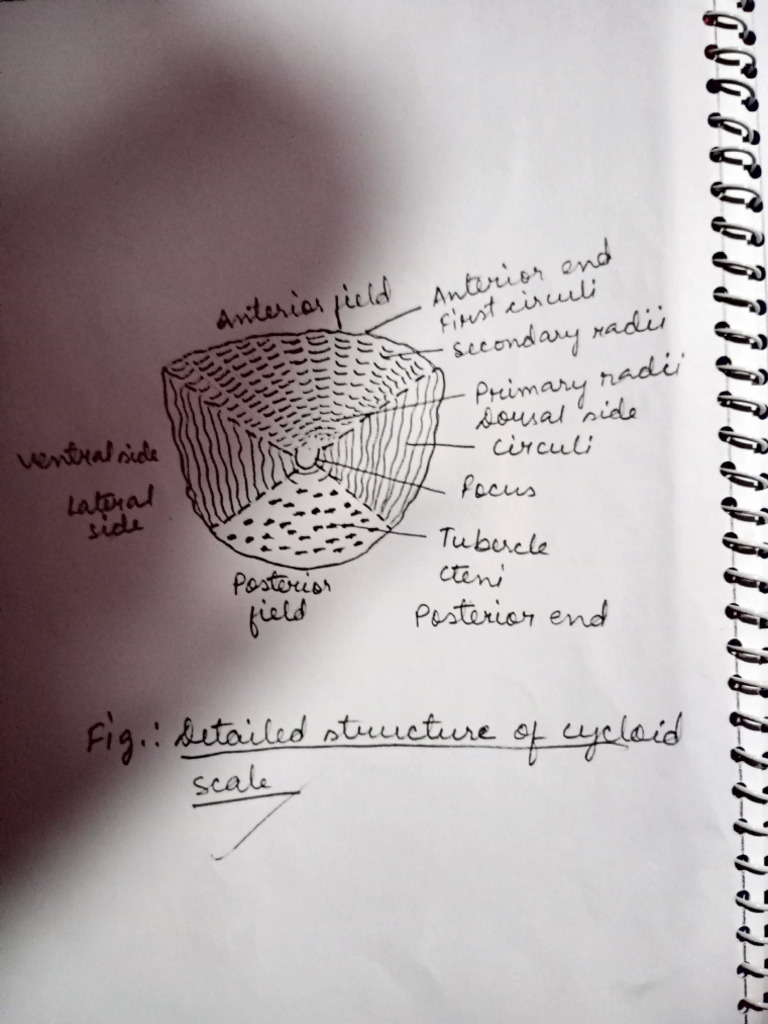 Sutj - : R., - . - Ctc.:B..Utl | PDF