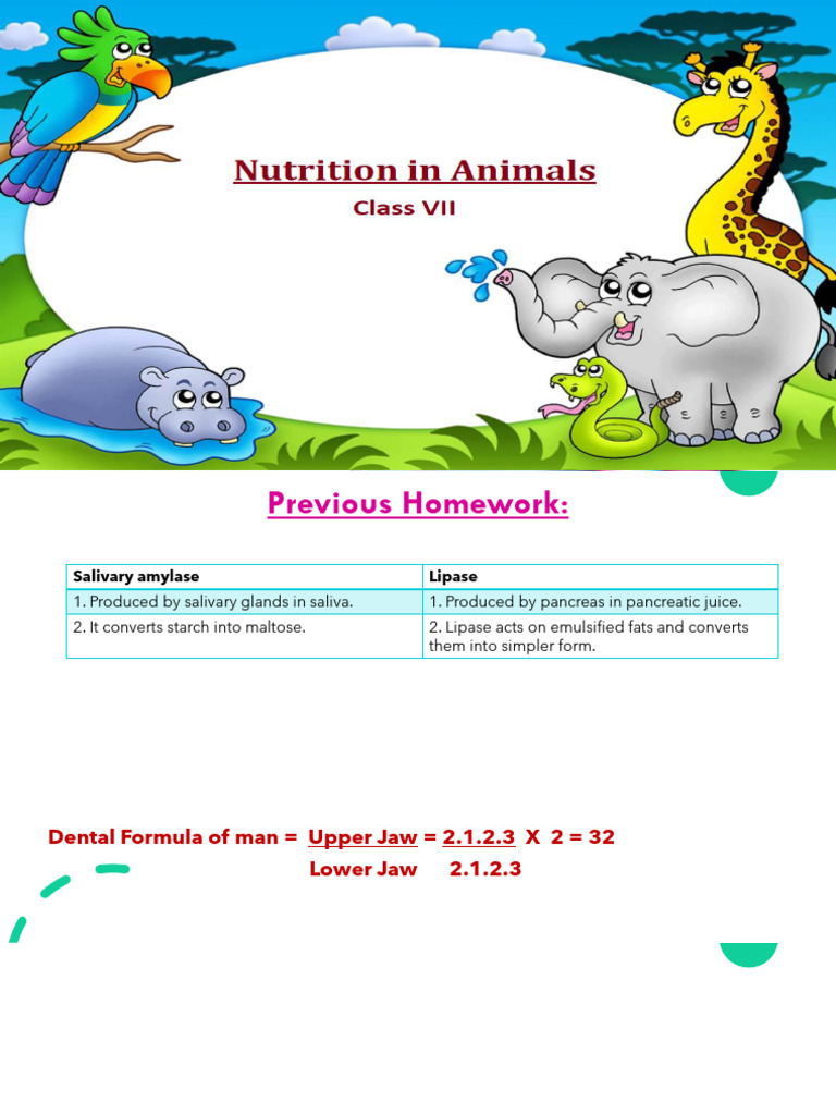 Nutrition in Animals 6 | PDF | Digestion | Digestive System