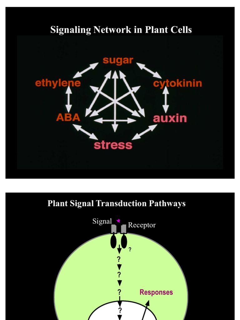 Plant Signaling | PDF