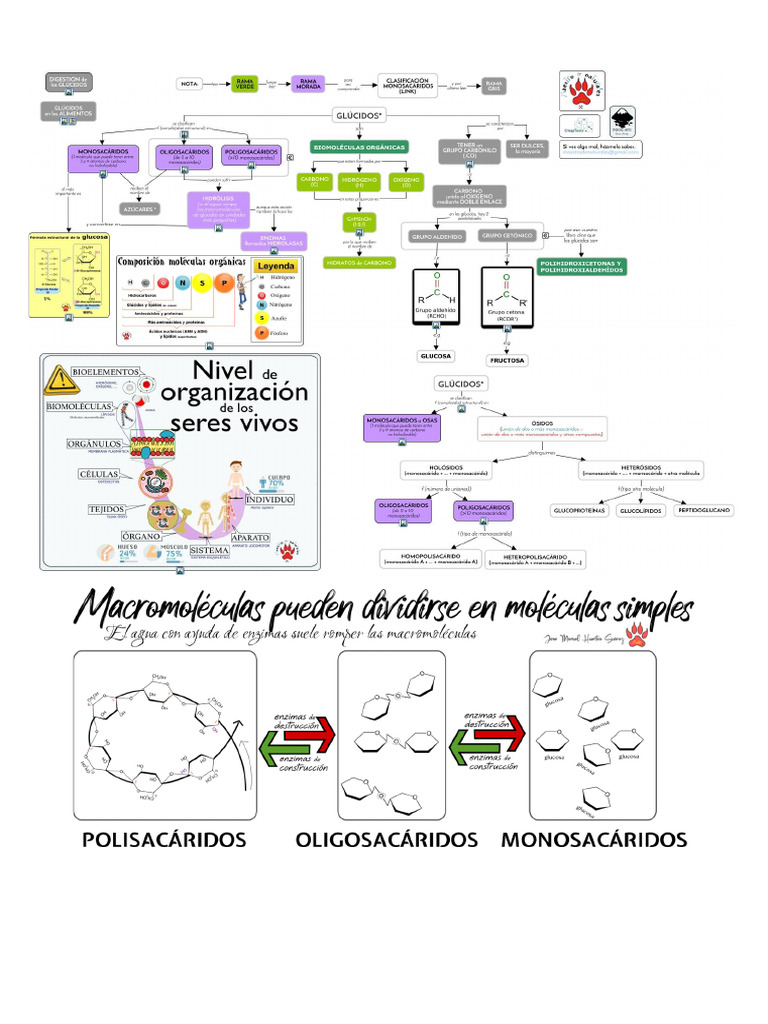 T02 Glucids Esquema | PDF