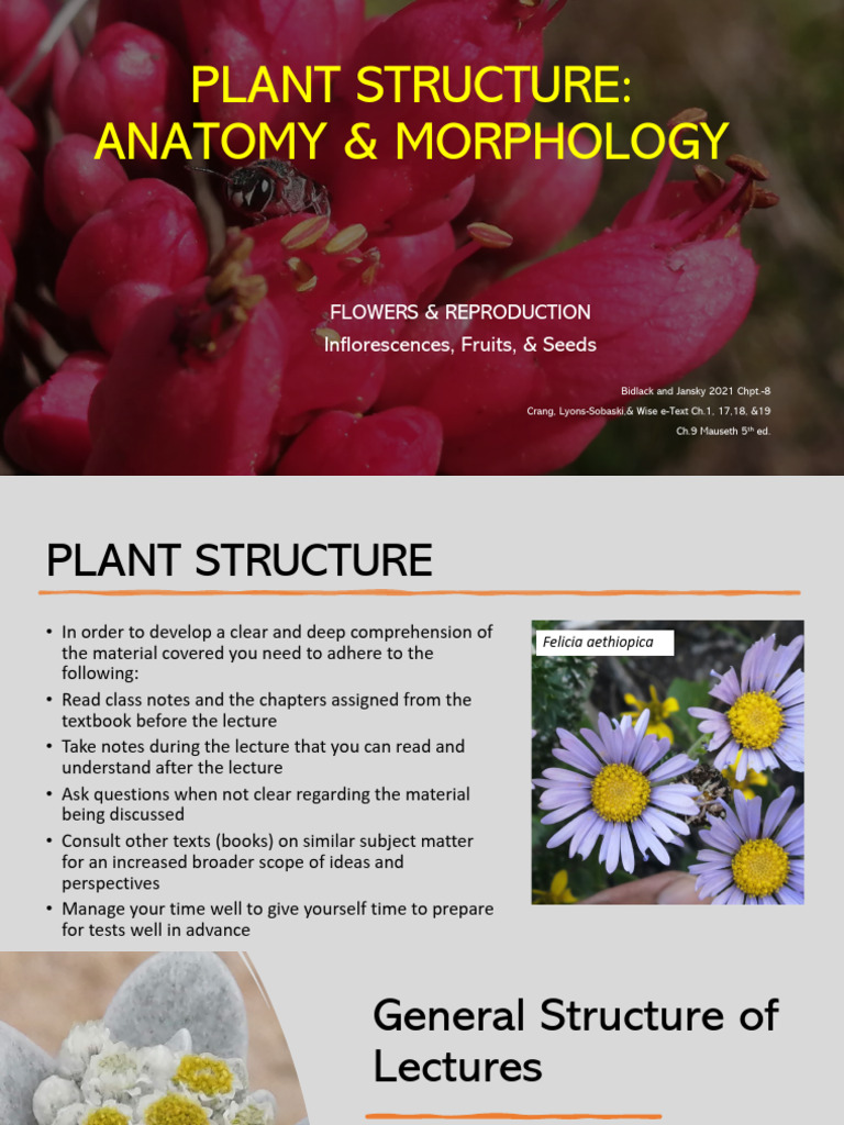 Flowers, Inflorescences and Seeds | PDF | Flowers | Plants