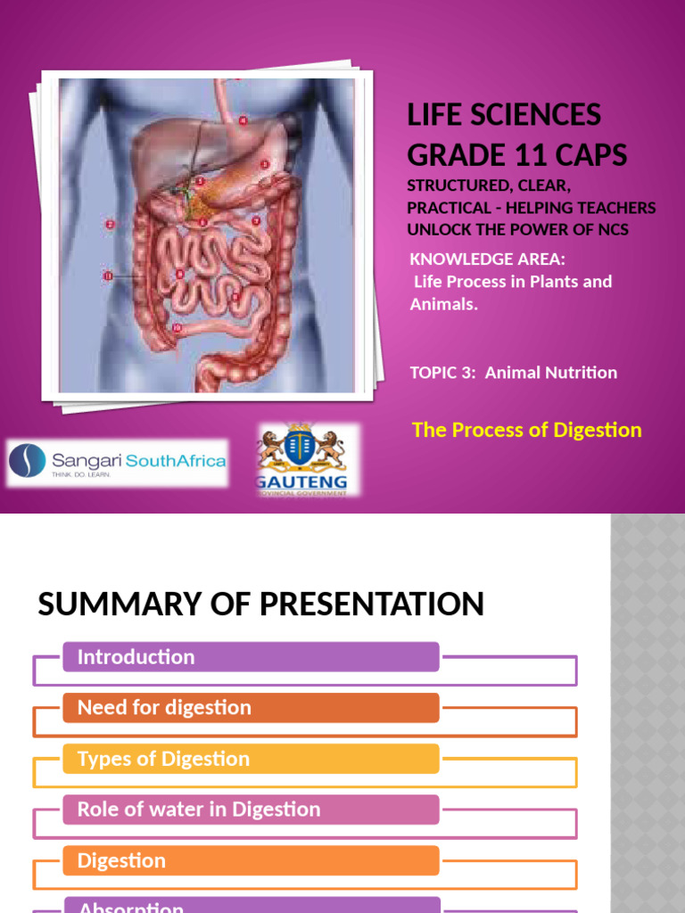 PP17. The Process of Digestion | PDF | Digestion | Stomach