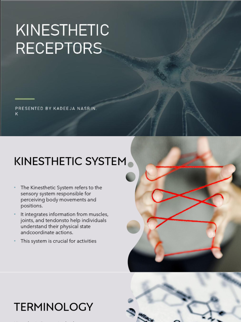 Kinesthetic Physiology | PDF | Neuroscience | Nervous System