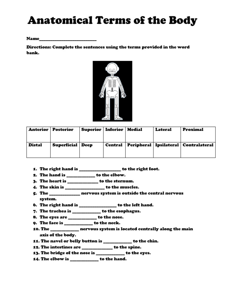 Anatomical Terms Worksheet and Key | PDF