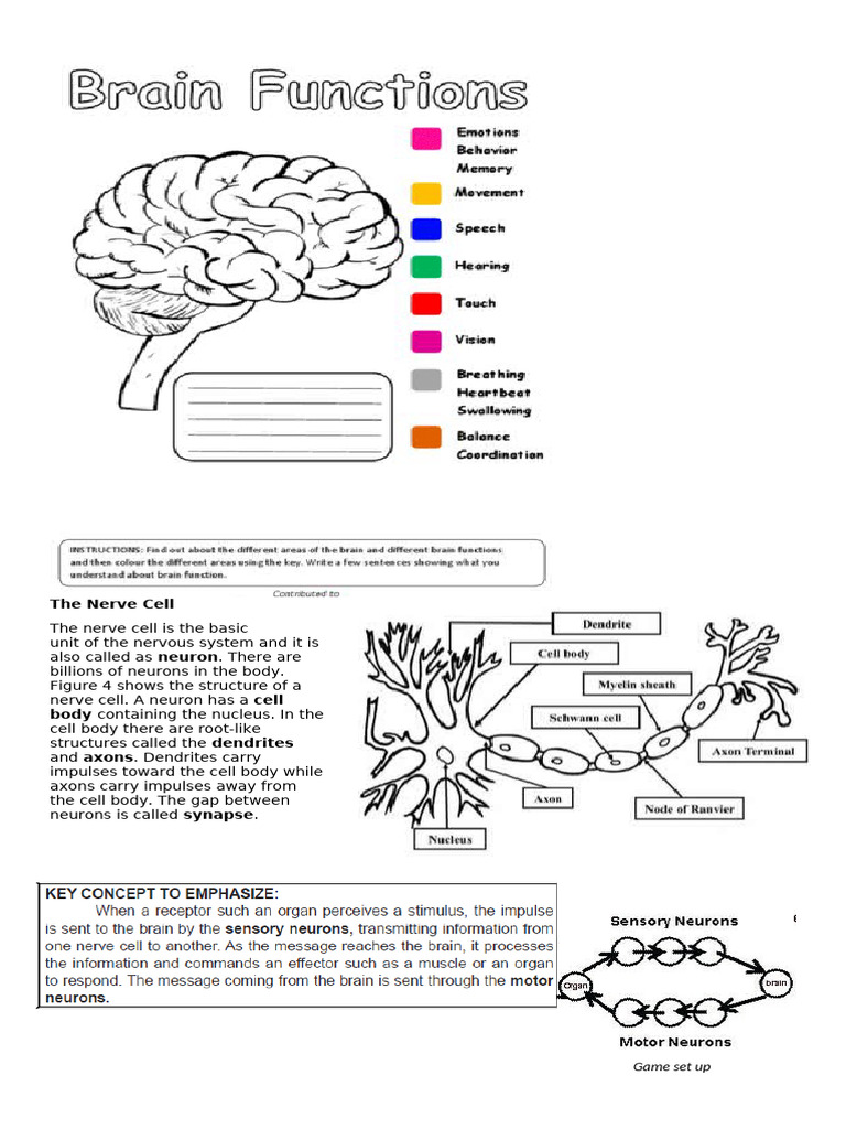 Nerve Cell Structure and Function | PDF