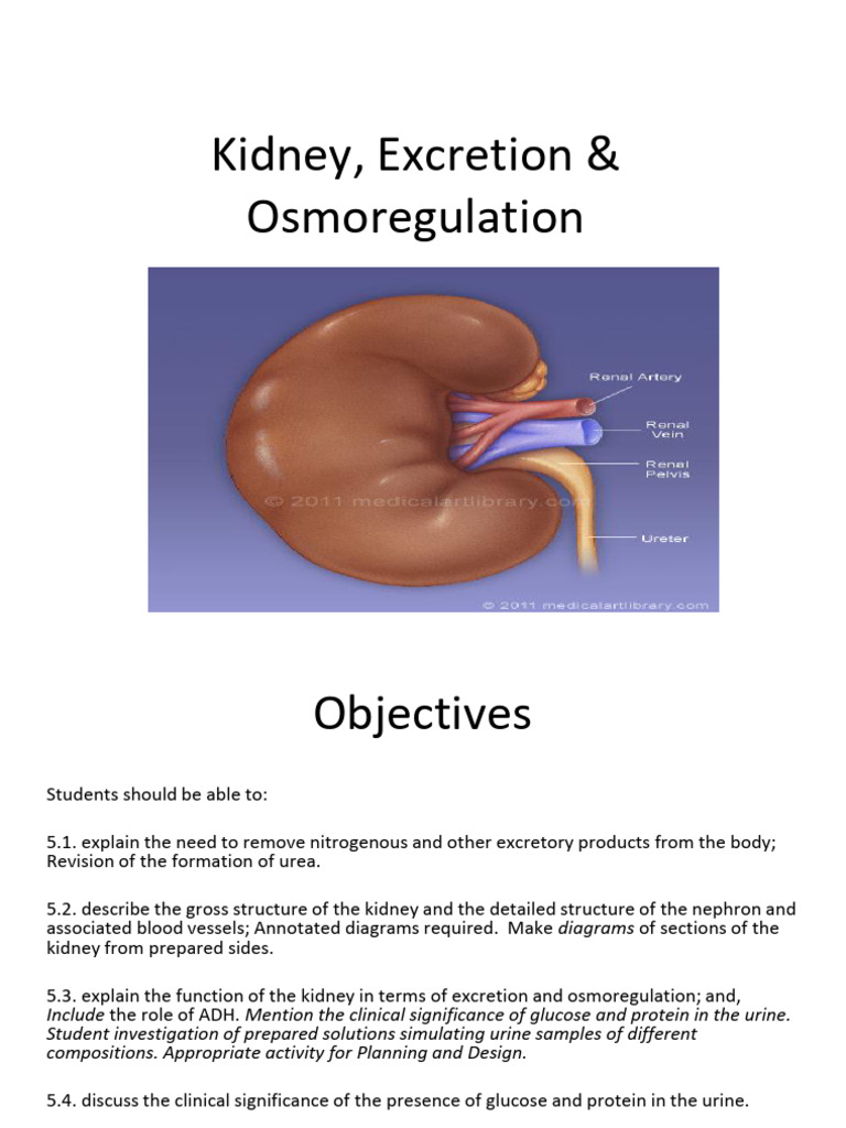 Kidney, Excretion Osmoregulation 2023_a893bf79a7d37fde3fa664665d649c83 ...