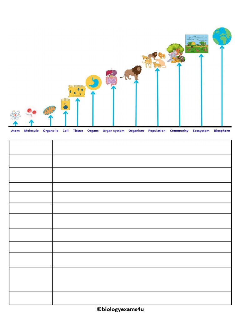 annotated-LevelsofOrganizationofLifeWorksheet-1-1 | PDF