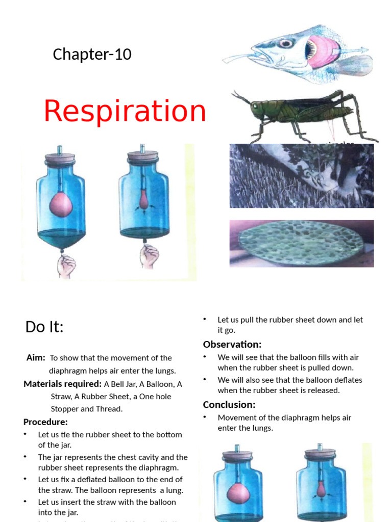 Breathing in Other Animals | PDF | Respiratory System | Breathing